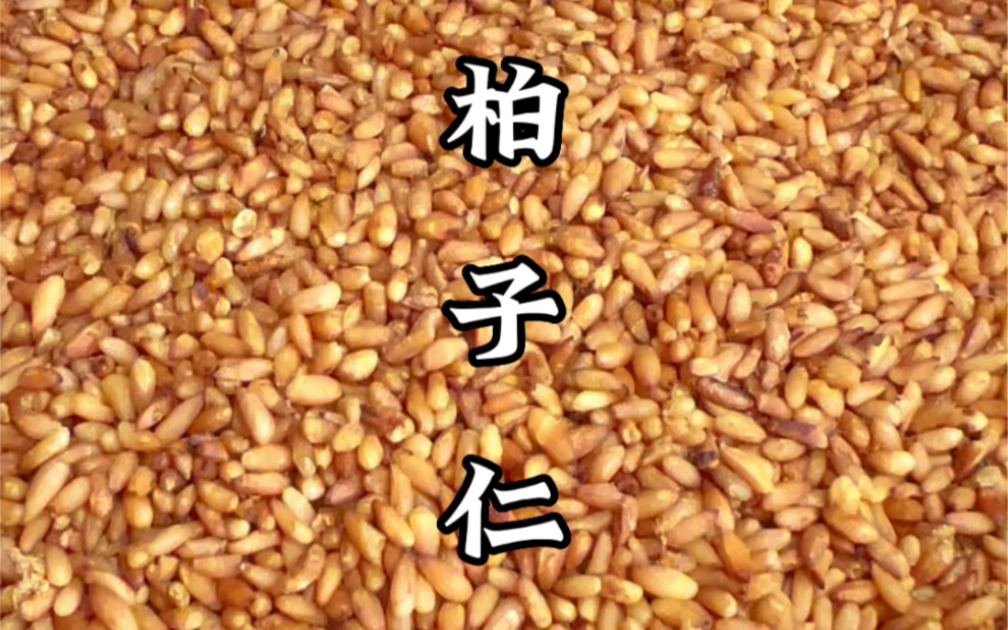日常中药炮制 柏子仁霜