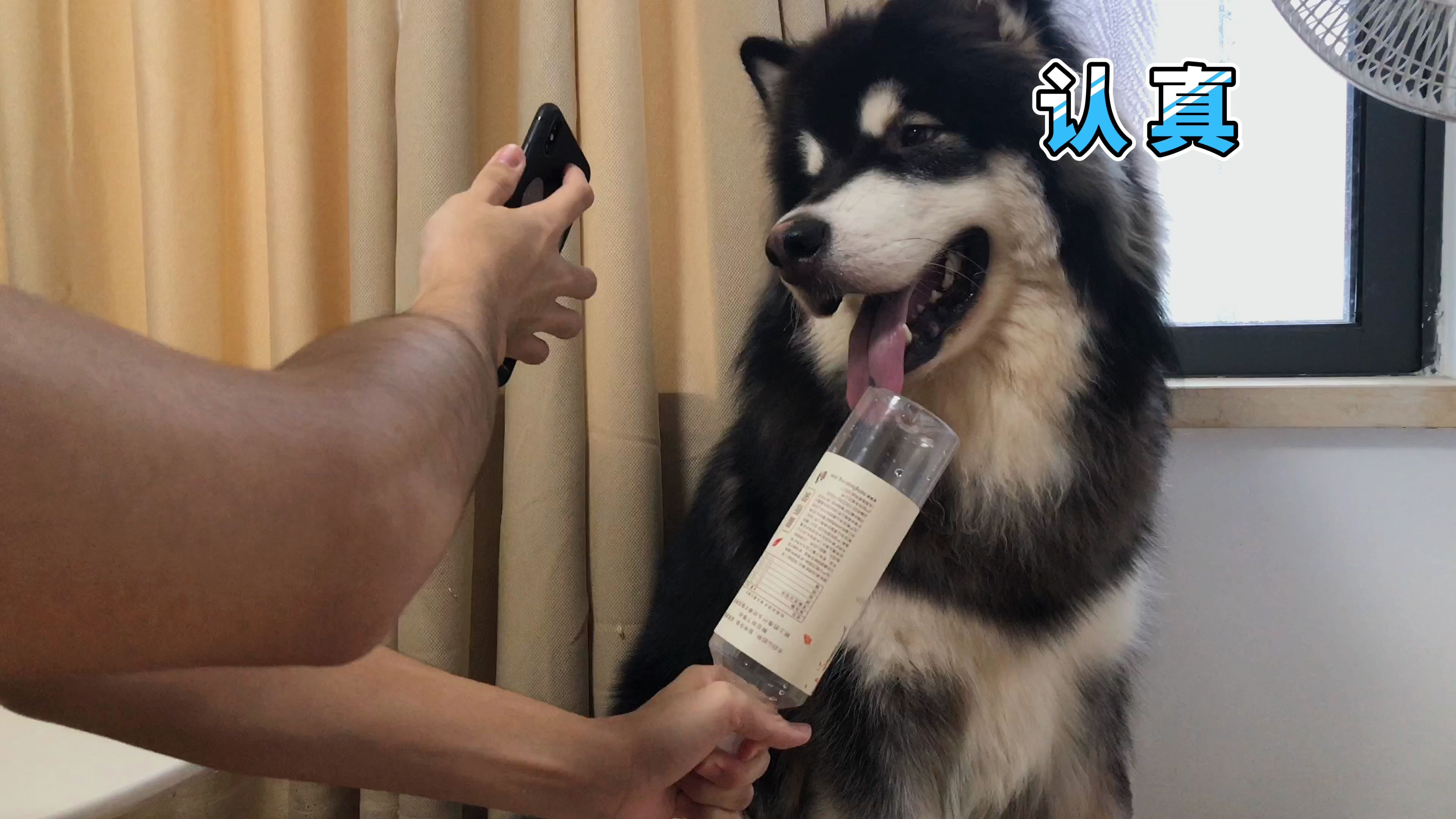 用狗语翻译器与阿拉斯加交流,它居然能听懂了?