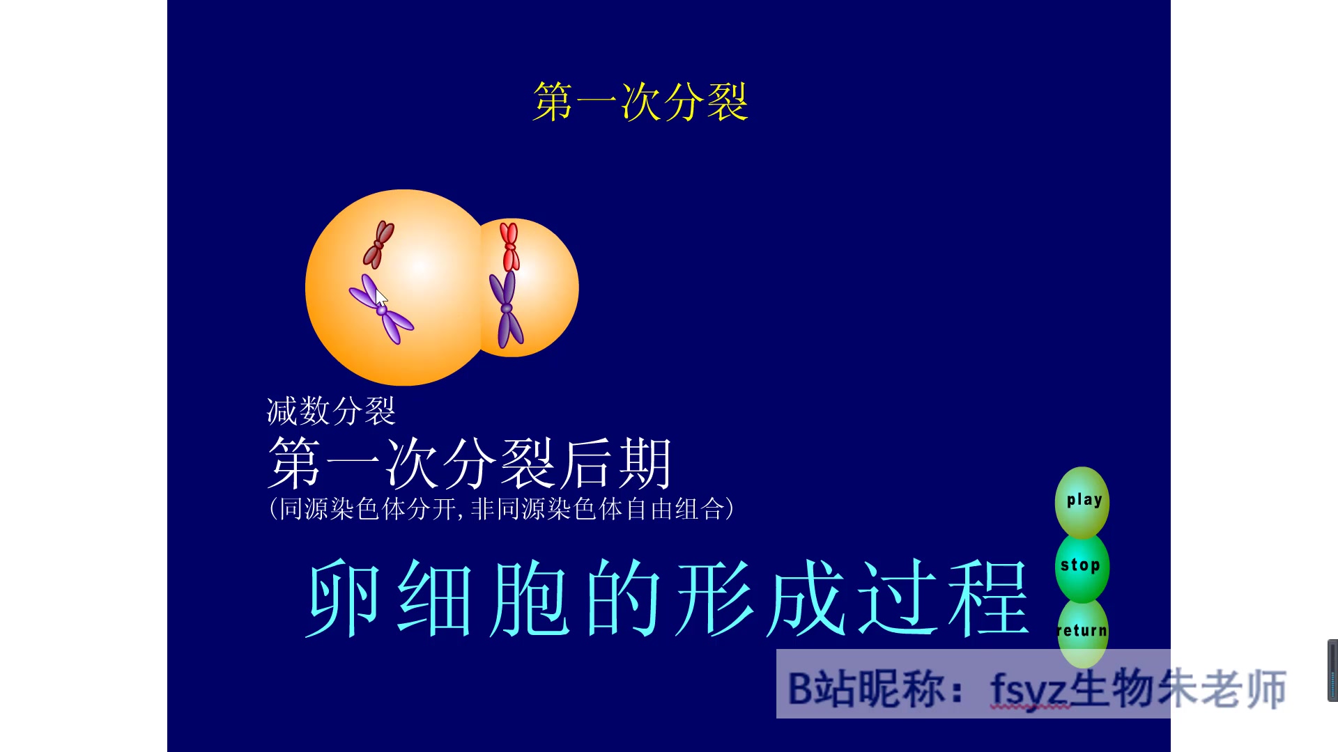 【一本正经讲生物】2.1减数分裂和受精作用(2):卵细胞形成和受精作用