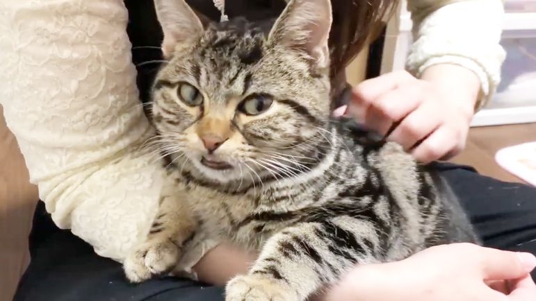 女主人带回一只狸花猫,这家伙长得可爱还会撒娇,真是讨人喜欢!