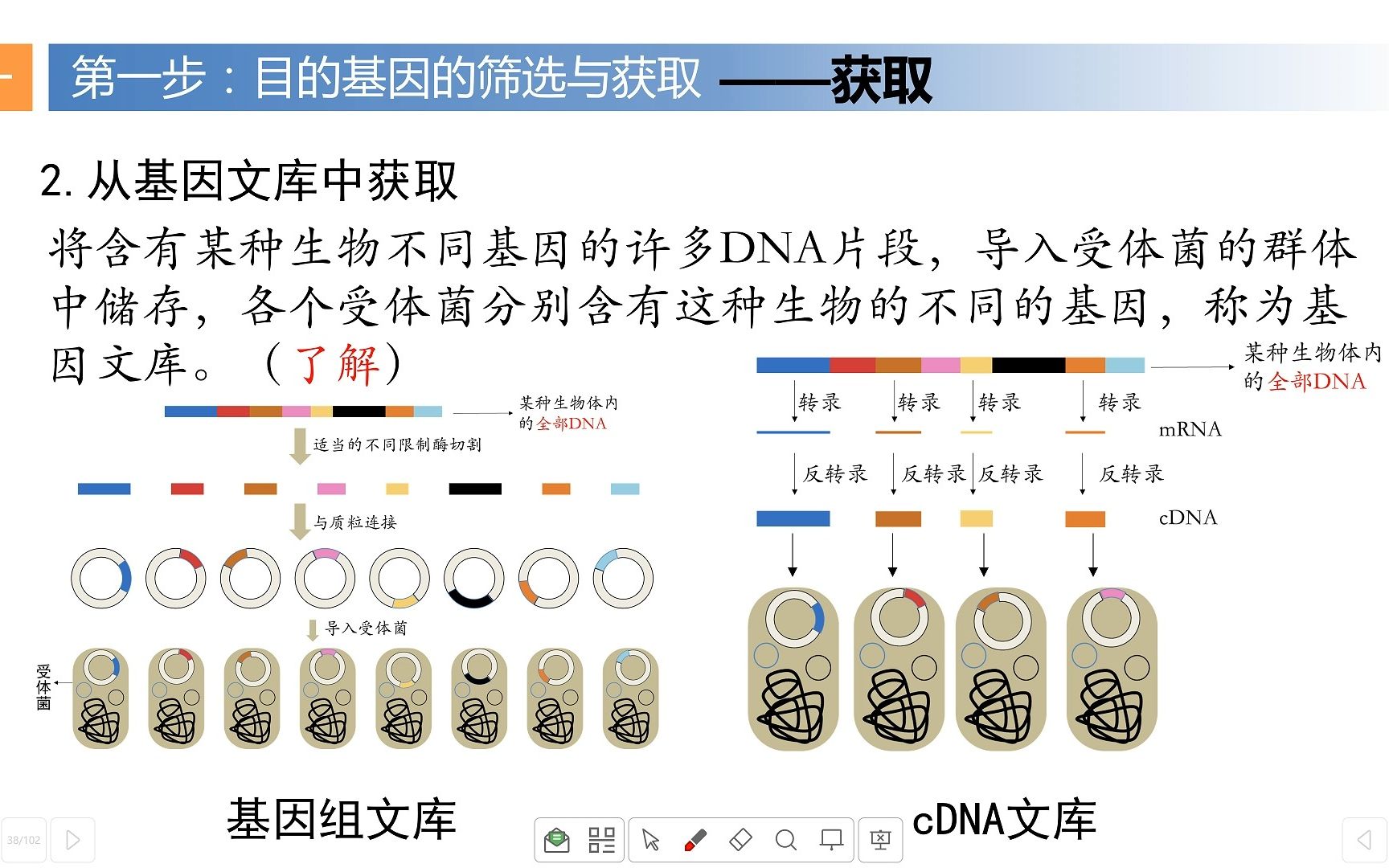 3.2 基因工程的基本操作程序 补充内容(基因结构和cDNA文库的联系)
