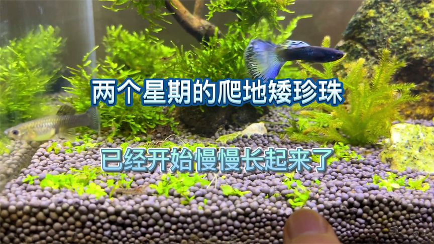 生态缸没有二氧化碳的爬地矮珍珠长势很喜人,期待后期的草坪造景
