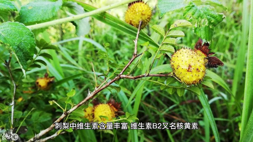 刺梨原液营养健康#吃出健康 #酸甜可口 #健康无添加 #