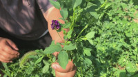 带大家认识一种野菜,野生的苜蓿是这样子的,好多人都不认识