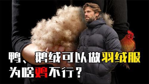 同样是家禽,鸭绒、鹅绒都可以做羽绒服,为啥偏偏鸡绒不行?