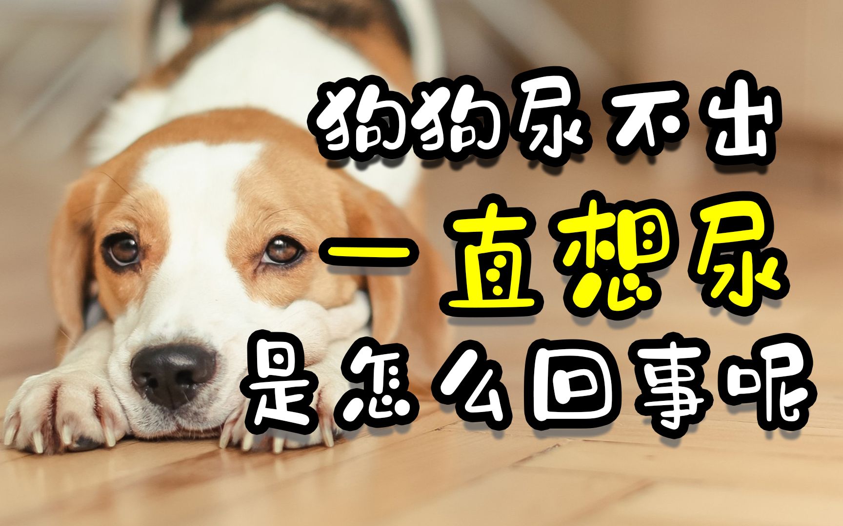 狗狗尿不出一直想尿是怎么回事呢