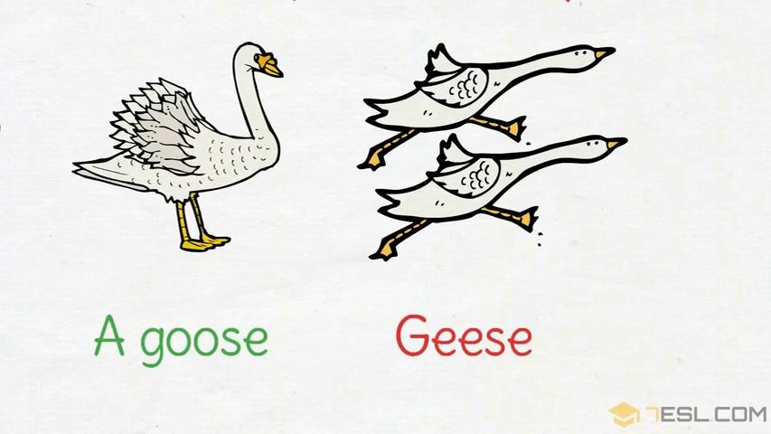 最有效轻松记住最常用词汇与表达 - 42.42.不规则名词复数的集合