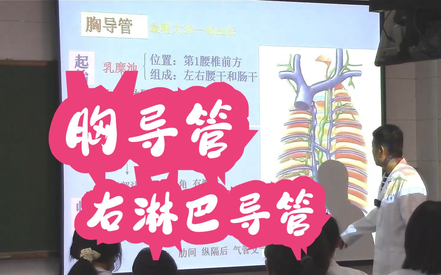 心血管系统 淋巴系统 淋巴导管 系统解剖学