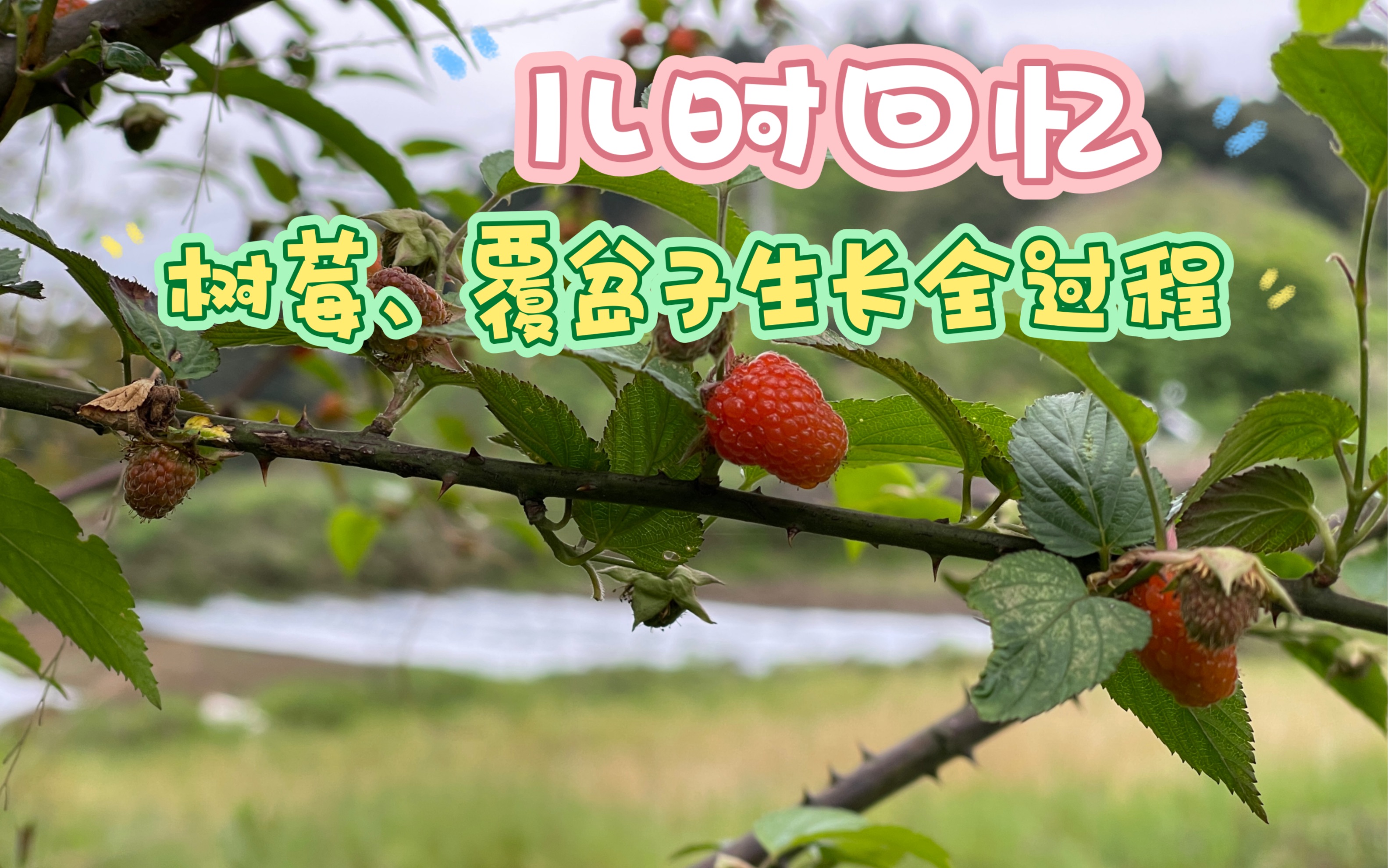 历时一个月,从开花到成熟,记录树莓、覆盆子生长全过程