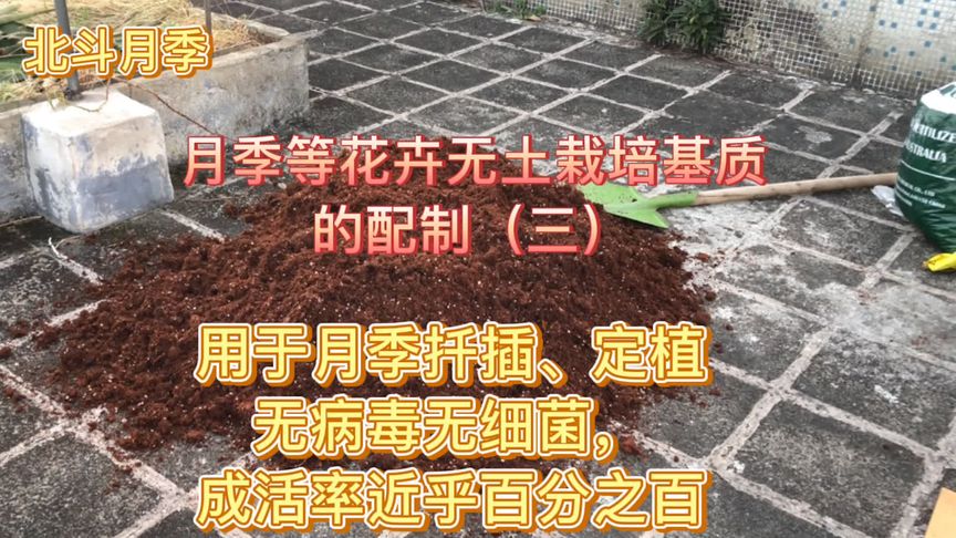 月季等花卉无土栽培基质的配制(三)用于月季扦插、定植
