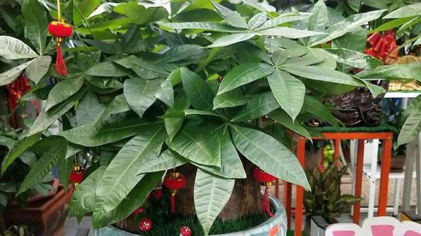 发财树最“忌讳”的三个位置,尤其这个地方“破坏风水”