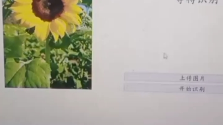 python卷积神经网络图像识别