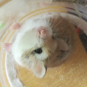 种菜养乌龟 