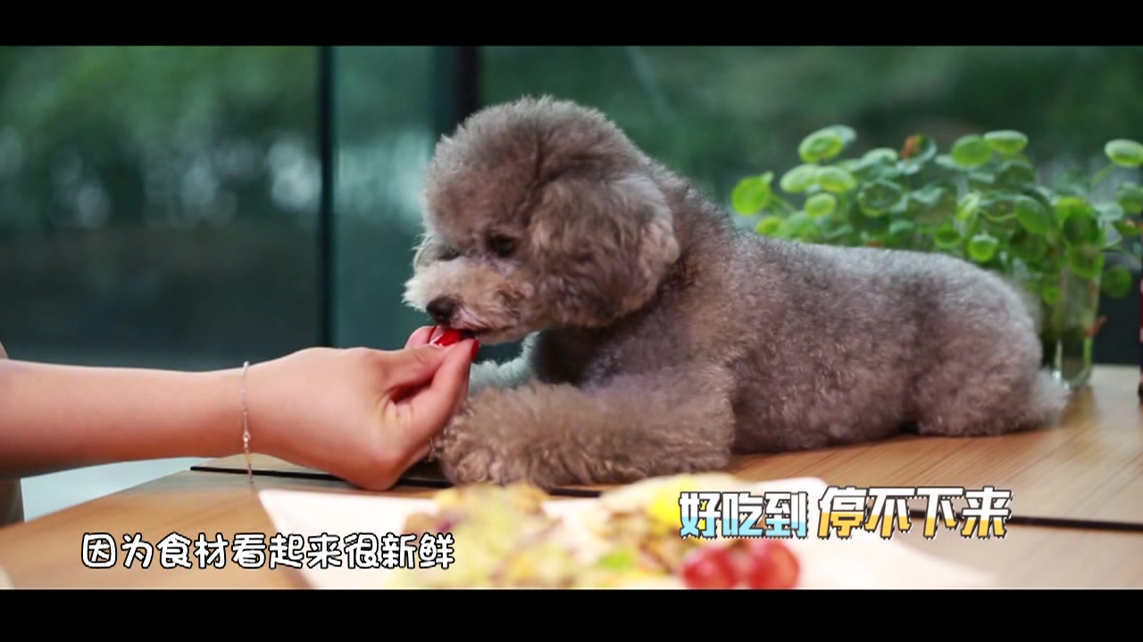 肥盘食笺 第三期 宠物美食 肥盘牛排大汉堡鲜食