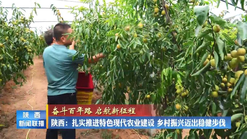 陕西:扎实推进特色现代农业建设 乡村振兴迈出稳健步伐