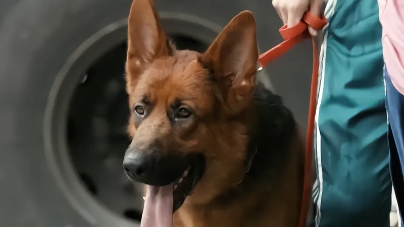 影视:搜救犬成为流浪狗,只为找到曾经的主人