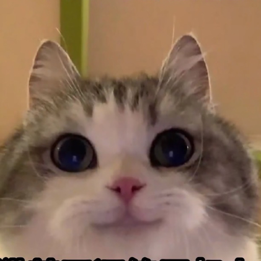 猪花花PigHH 