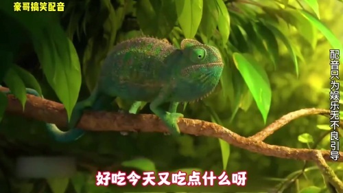这蜥蜴太会演戏!野生动画片里最搞笑的捕猎时刻,你绝对会笑出声