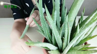 自家养的芦荟能直接擦脸吗?现在知道还不晚,告诉身边的人
