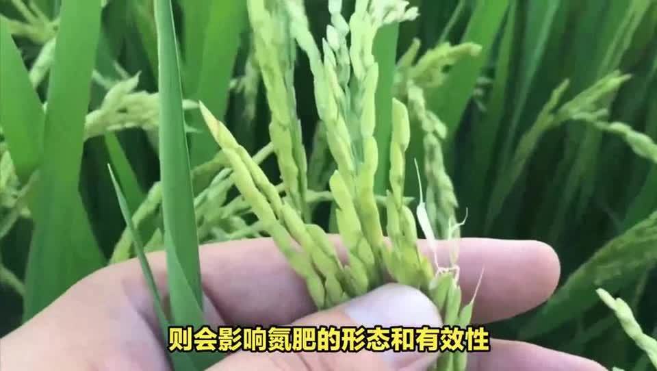 目前水稻的氮肥利用率在什么之间?