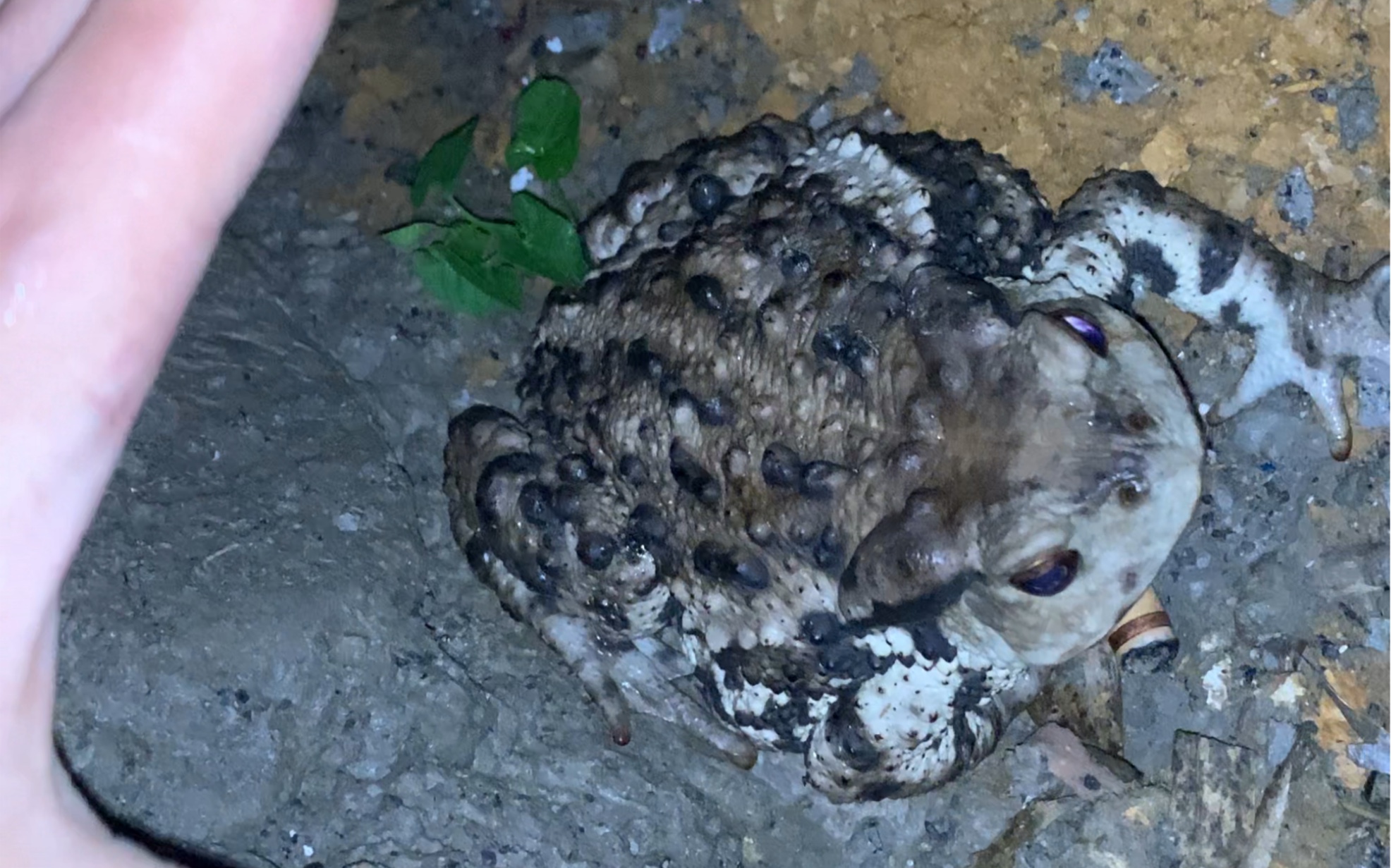 近距离观察野生国家三有保护动物 癞蛤蟆 蟾蜍 有医学药用价值 对环境...