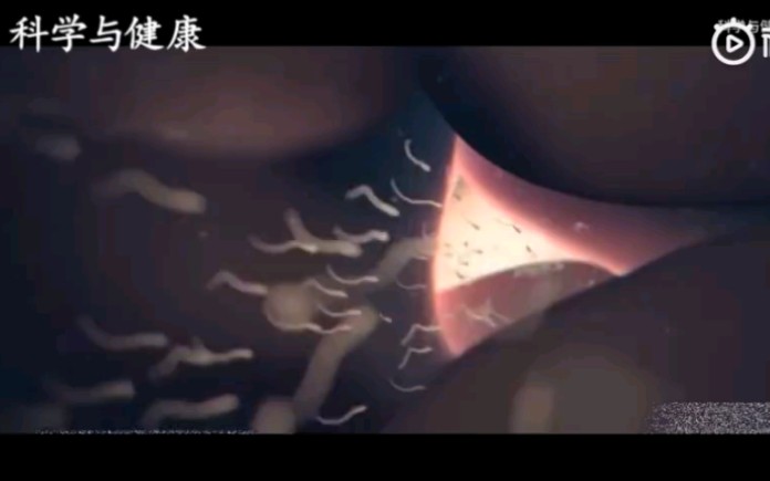 受精卵或非生命起始,3D动画带你看从怀孕到分娩的全过程