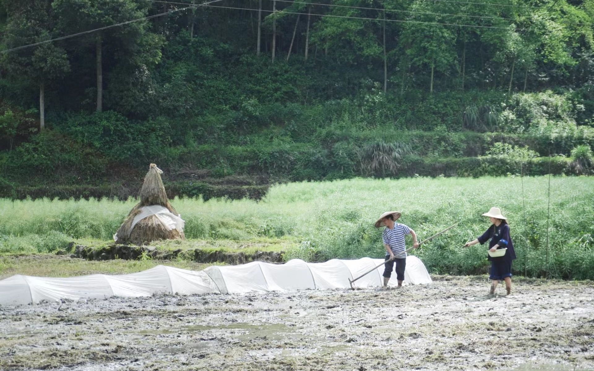 稻谷的一生-播种