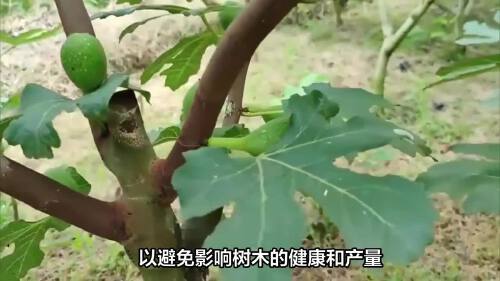种植无花果树的禁忌