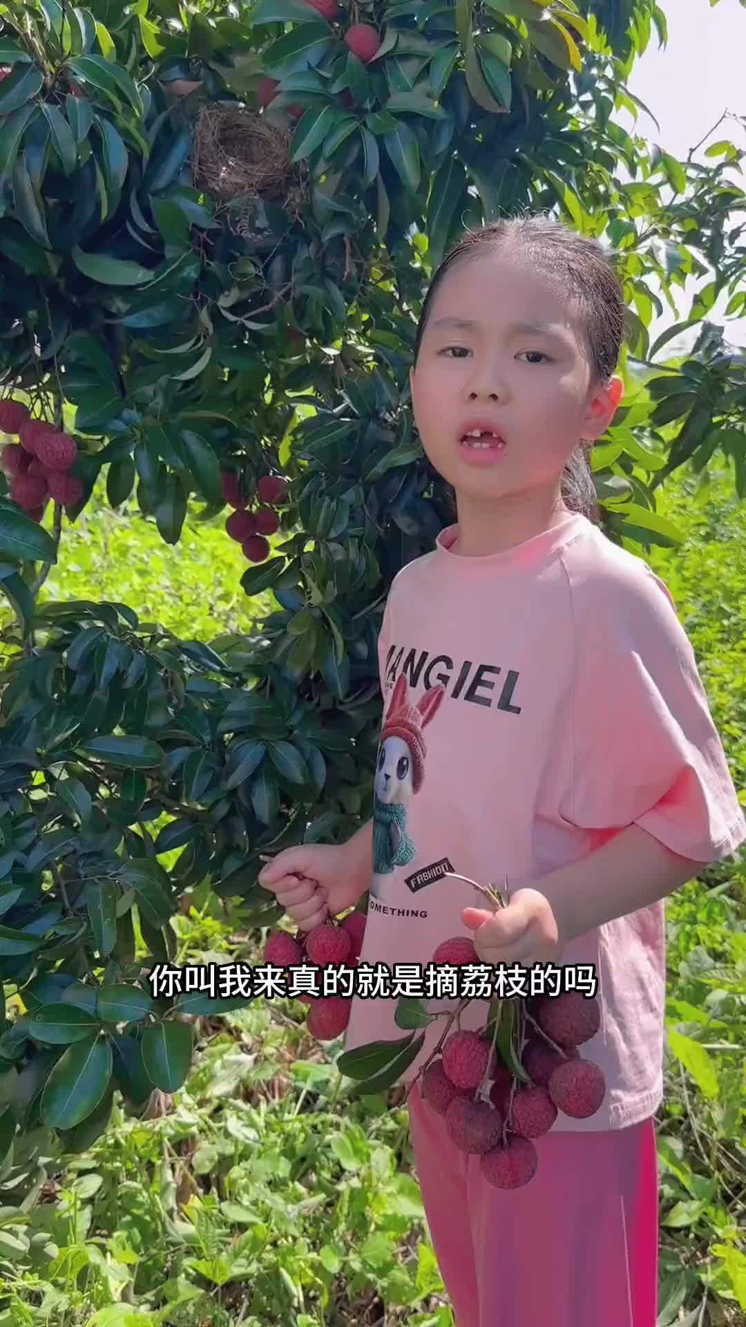 我只是想做个诚实守信的人!说好摘荔枝就只摘荔枝!