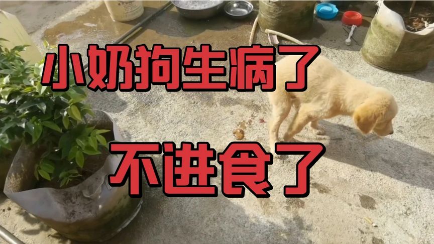 狗狗生病了,细小和冠状要区分开来。