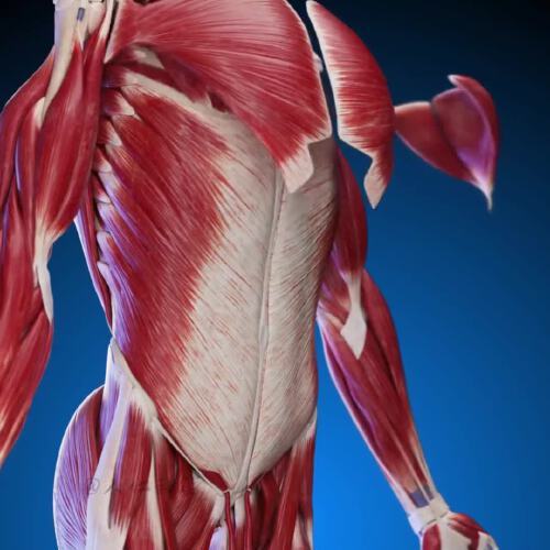 你可以感知到这些肌肉的存在吗? 人体结构 运动解剖 腹肌 胸肌 肌肉