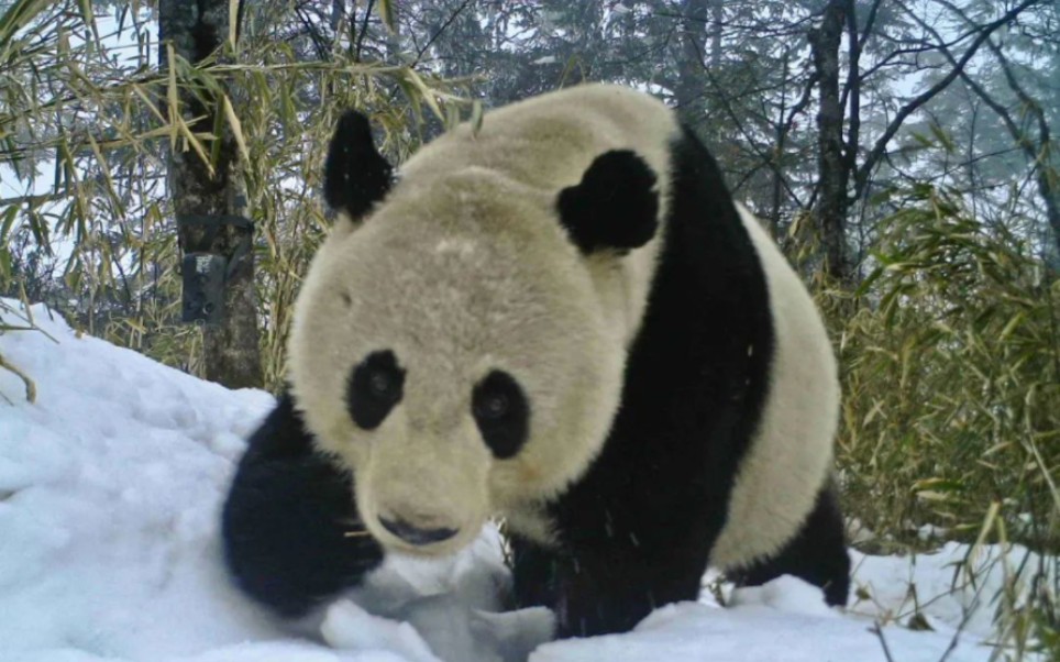 【大哥罩着一家子:“独居动物”是误导,野生大熊猫的家庭生活很丰富...