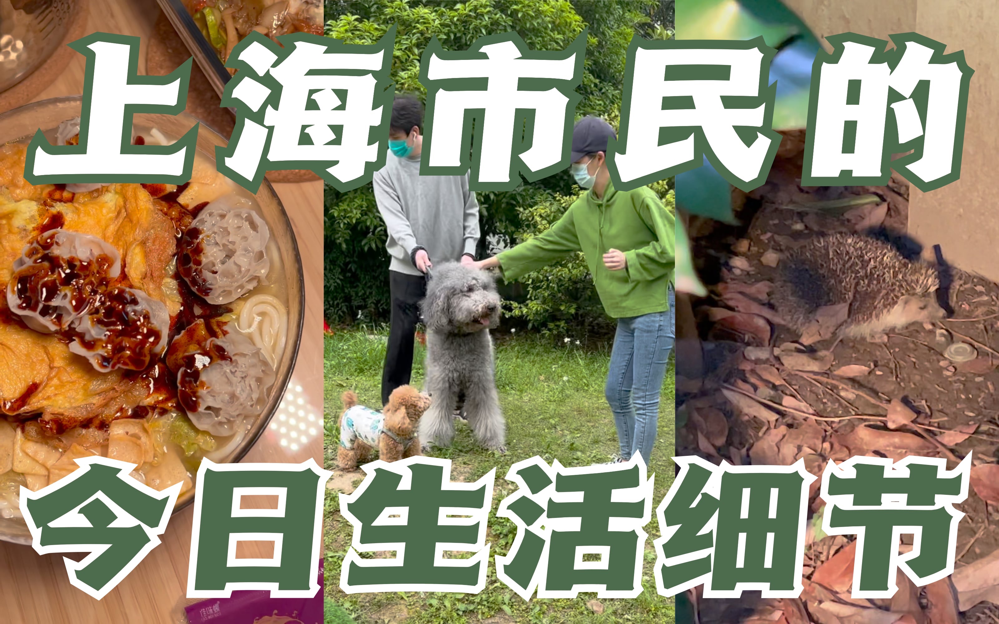 白天撸修狗,夜里找刺猬|疫情期间第一顿螺蛳粉!还尝试做了炸蛋!|沉浸...