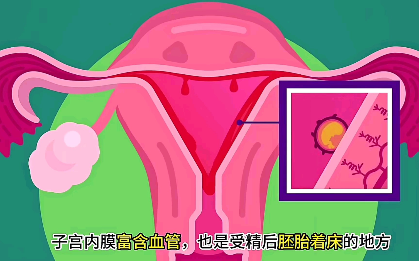 这个视频将带你全方面了解女性生殖系统的奥秘之旅!