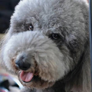 黄色的垃圾食品 