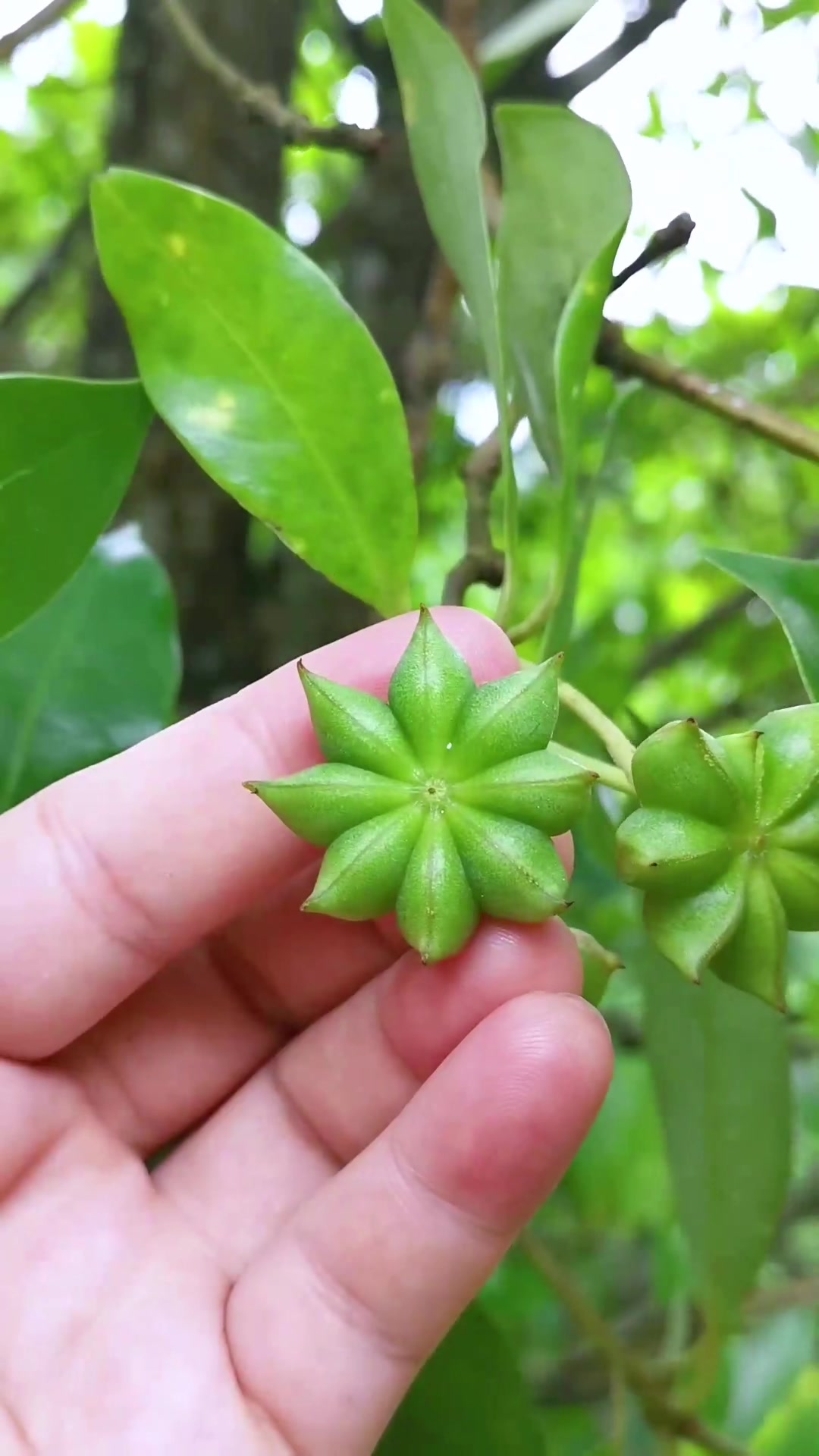 八角未必都是八个角哦#原产地 #八角 #大红八角 #大料 #优质农产品 #...