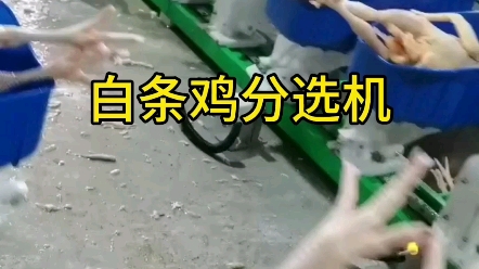 白条鸡重量分选机 鸡鸭鹅重量分级机 鸡翅鸡爪多级分选称