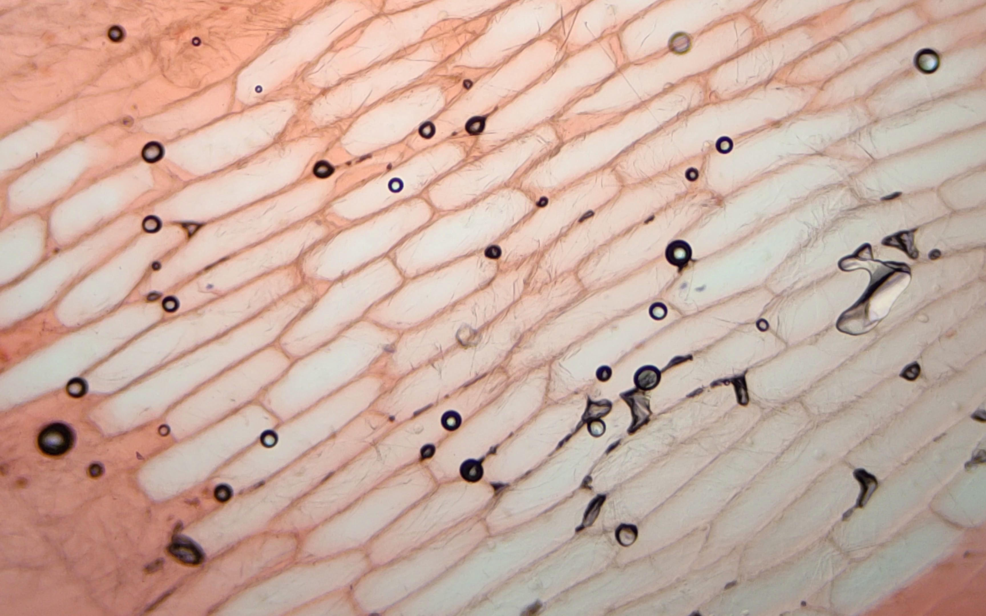 洋葱鳞片叶内表皮临时装片滴加0.06g每ml胭脂红溶液后发生质壁分离...