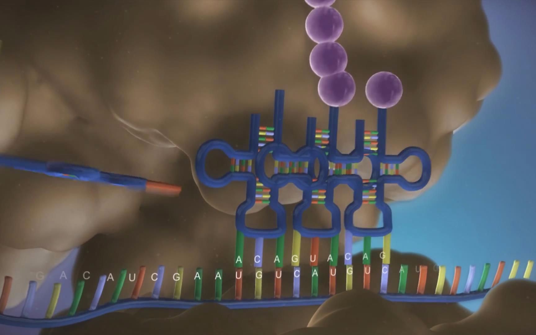 蛋白质是怎么合成的?这下终于懂了