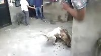 贵州土狗比赛 猎狗比赛 斗狗比赛