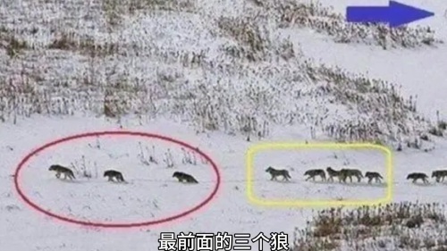 惊呆了狼群的秘密组织架构揭秘!动物世界里最聪明的"公司"原来是这样...