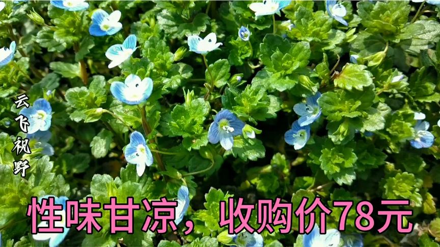 河南一农村老人头疼头晕,腰疼,经常食用双肾草,双肾草浑身是宝