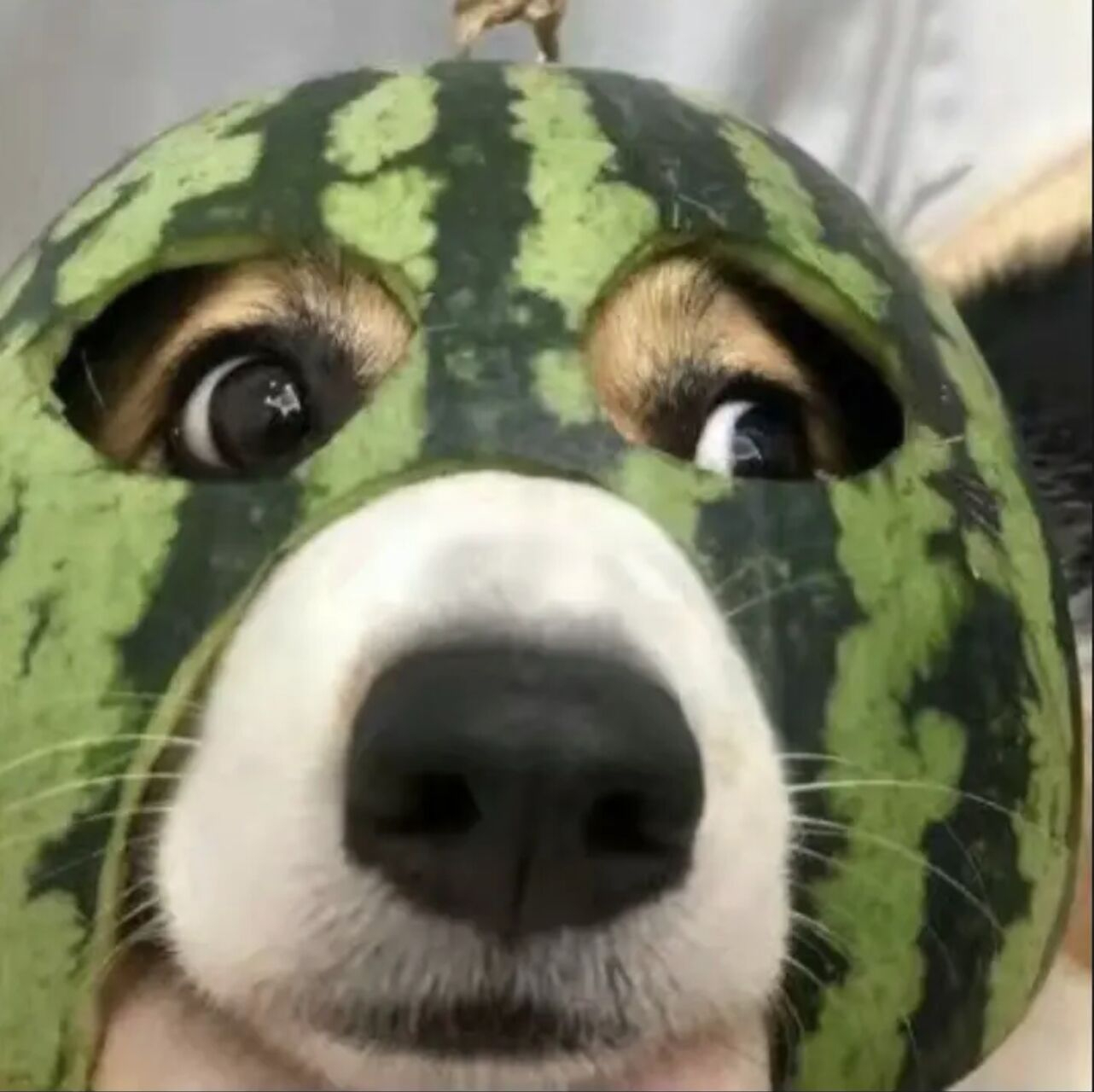 有猫在她裙角 