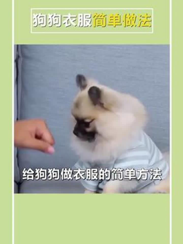 用最简单的方法,给,狗狗 做件新衣服,生活小妙招