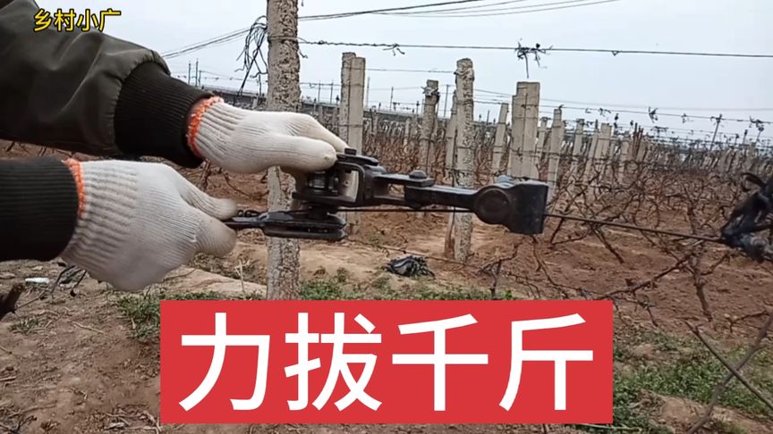 小小紧丝器力大无穷,钢丝被拉紧全过程,葡萄终于可以上架了!