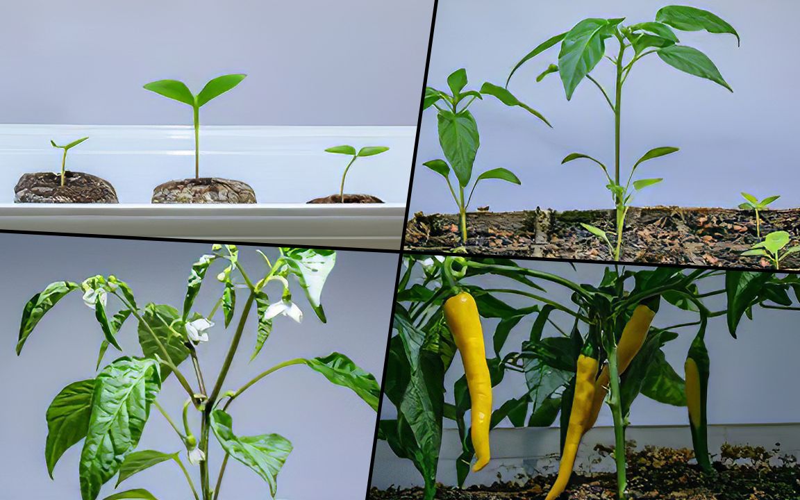 【延时摄影】黄辣椒从发芽到成熟的过程是怎样的?