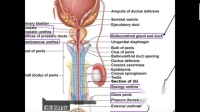 男性外生殖系统解剖 中文字幕 2020 Male Reproductive Anatomy