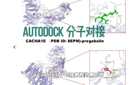 autodock分子对接教程-分子对接(四)