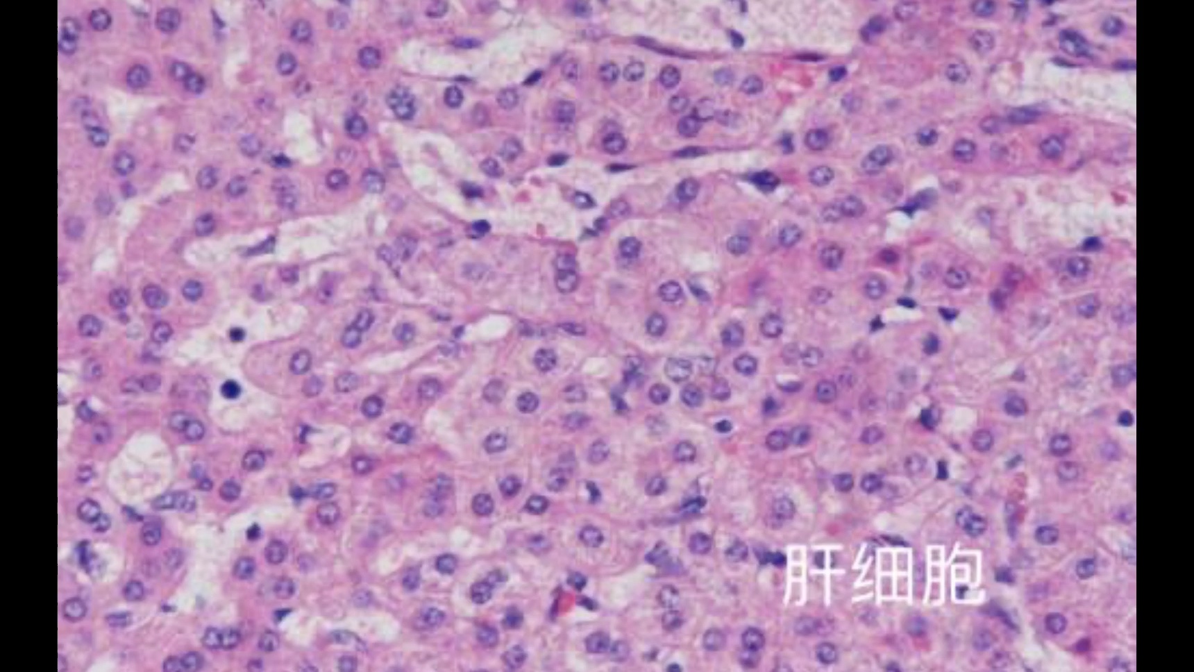 人体内各种各样的细胞