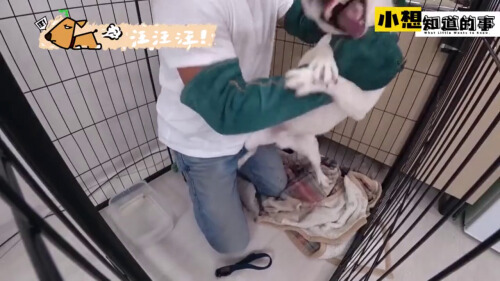 流浪狗被收养后经常咬人,训犬师看不下去一顿教训,终于被治服
